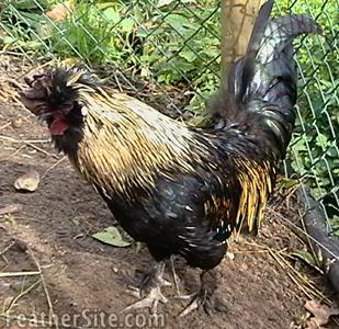 Farmyard Chickens from Brazil
