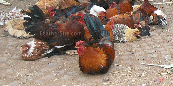 Street Chickens from Ethiopia