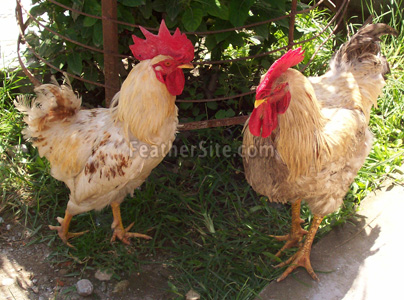 Nepali Chickens