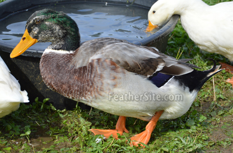 Silver Appleyard Ducks