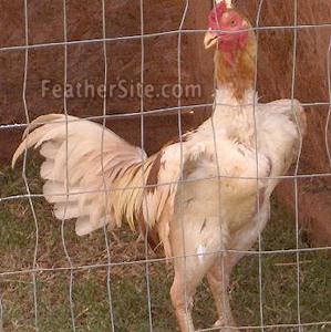 Saipan "Jungle Fowl"