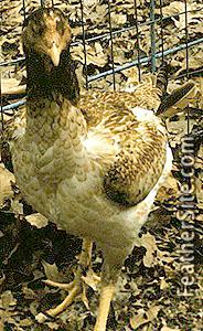 Saipan "Jungle Fowl"