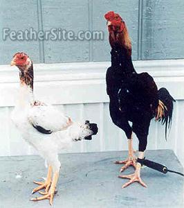 Saipan "Jungle Fowl"