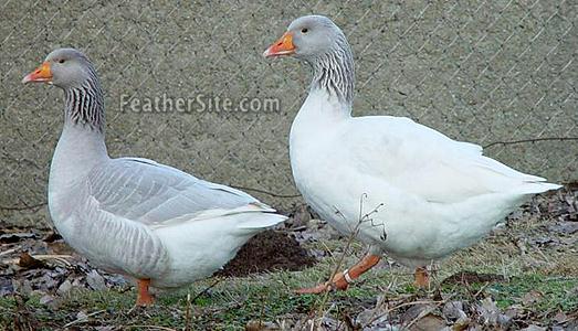 Frankonian Geese
