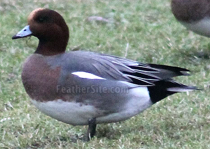 European Wigeons
