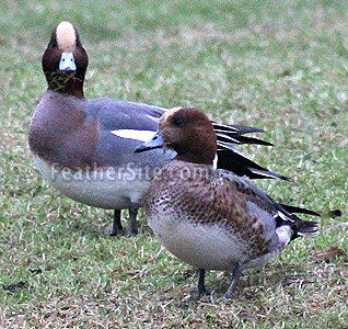 European Wigeons