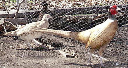 Ringnecked Pheasants