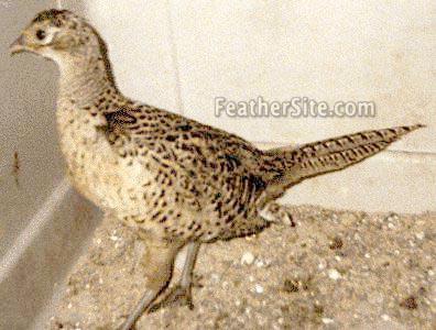 Ringnecked Pheasants