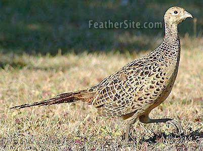 Ringnecked Pheasants