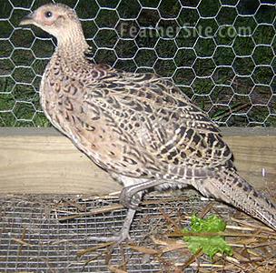 Ringnecked Pheasants