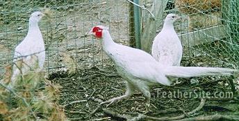 Ringnecked Pheasants