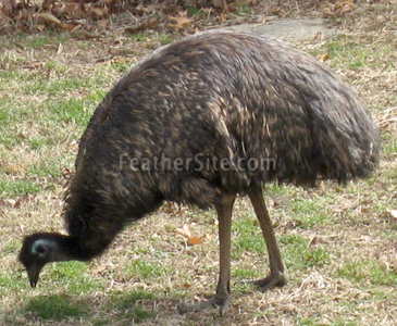 Emu