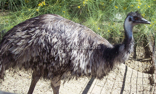 Emu