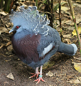 Victoria Crowned Pigeons