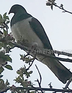 Kereru