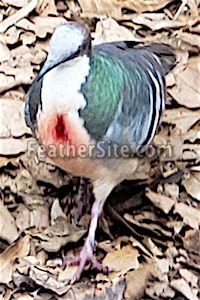Luzon Bleeding-heart Pigeon