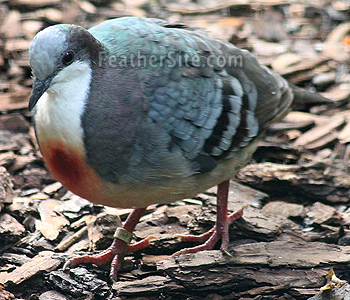 Luzon Bleeding-heart Pigeon